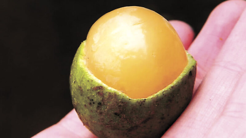 Niño muere ahogado con una semilla de mamón en Honduras - Radio La ...