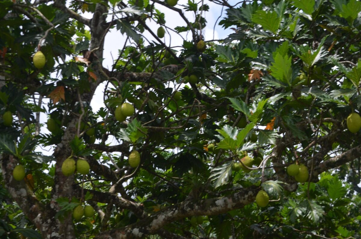 Fruta de pan: un tesoro culinario de nuestros caribeños - Radio La ...