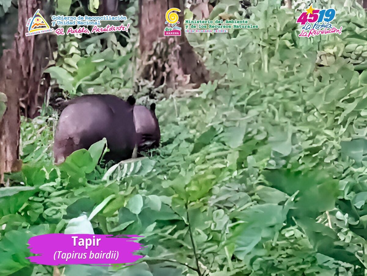 Avistan un danto y su cría en Río San Juan - Radio La Primerisima