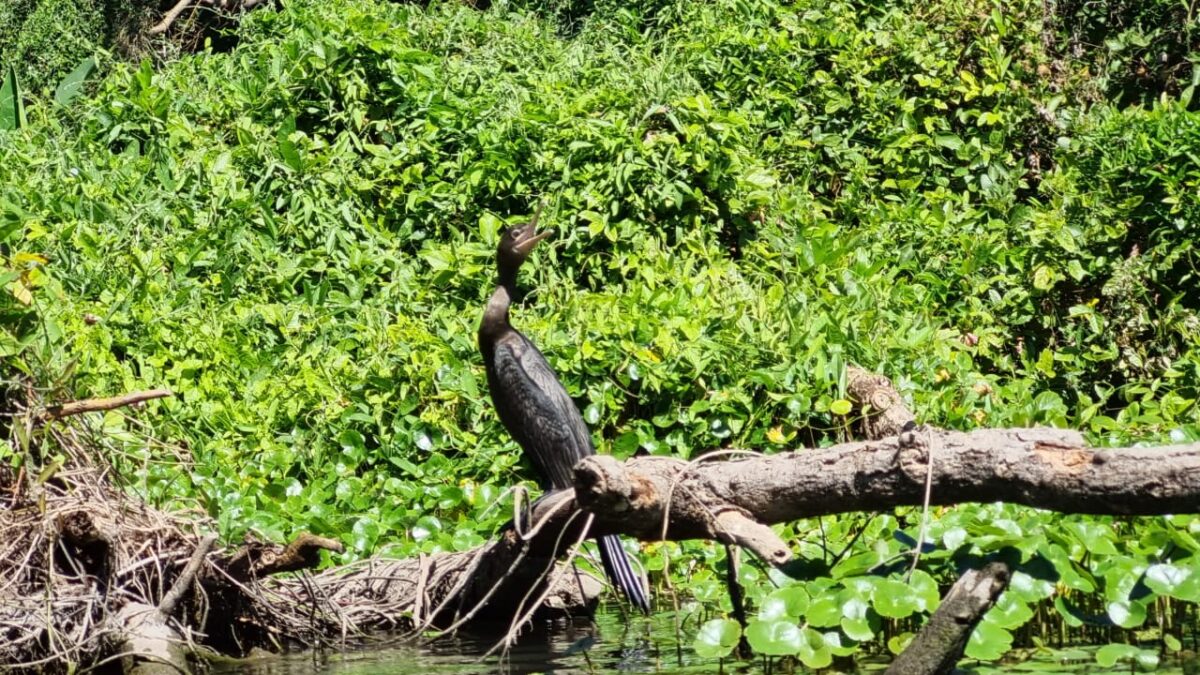 Realizarán avistamiento y conteo de aves en humedales - Radio La Primerisima