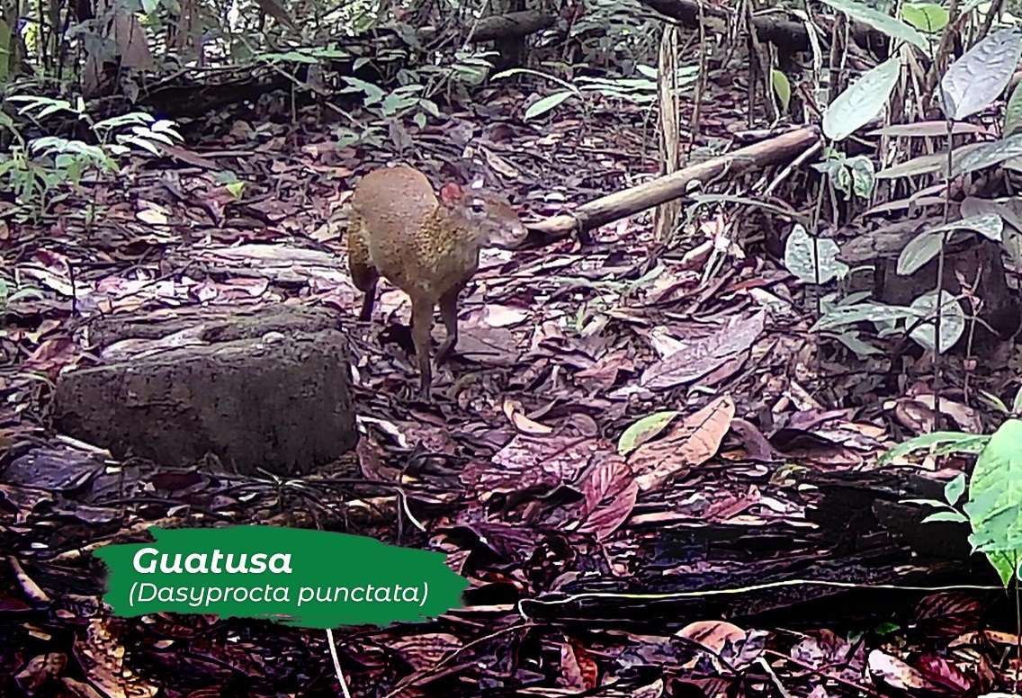 Las maravillosas especies de animales que habitan en Reserva Indio Maíz ...