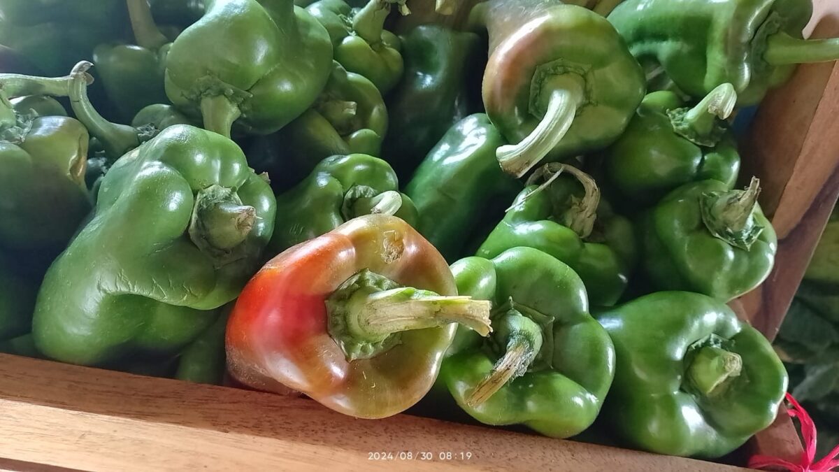 Baja precio de libra de muslo de pollo y sube el de la chiltoma - Radio ...