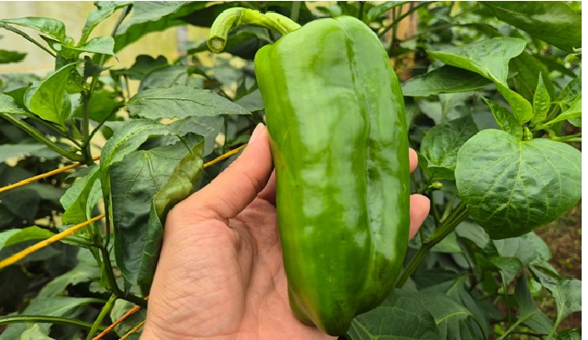 Presentan nueva variedad de chiltoma tolerante a plagas - Radio La ...