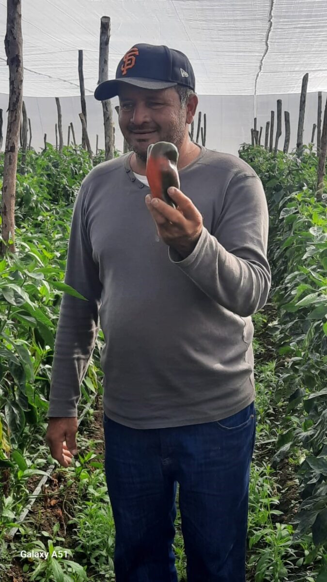 Prevén cosecha de 30 mil quintales de chiltoma - Radio La Primerisima