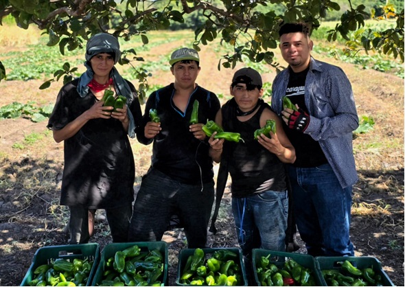 Producción de chiltoma superará 21 mil quintales durante junio - Radio ...